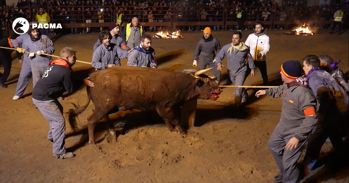 MALTRATO ANIMAL: La celebración del Toro de Júbilo de Soria, en peligro
