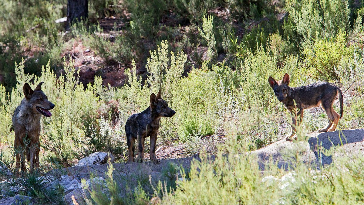 Europa rebaja la protección del lobo como pedía Castilla y León