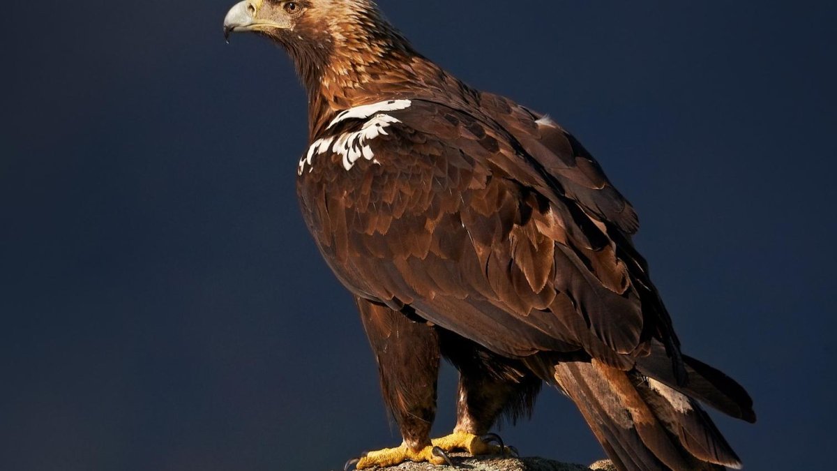 La población de águila imperial ibérica marca récord en Castilla y León