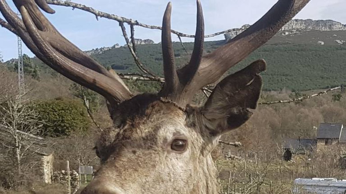 'Carlitos' vive. La Junta aclara que el ciervo hallado muerto en Zamora ...