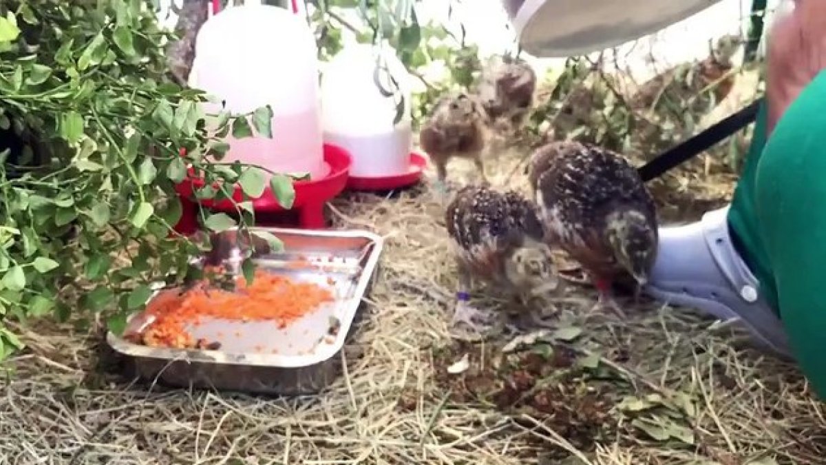 Así se alimentan los pollos de urogallo en el centro de Valsemana