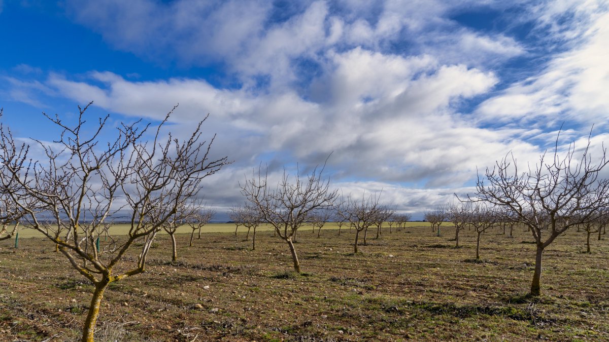 La ULE alerta de la merma de los rendimientos agrícolas por el cambio ...
